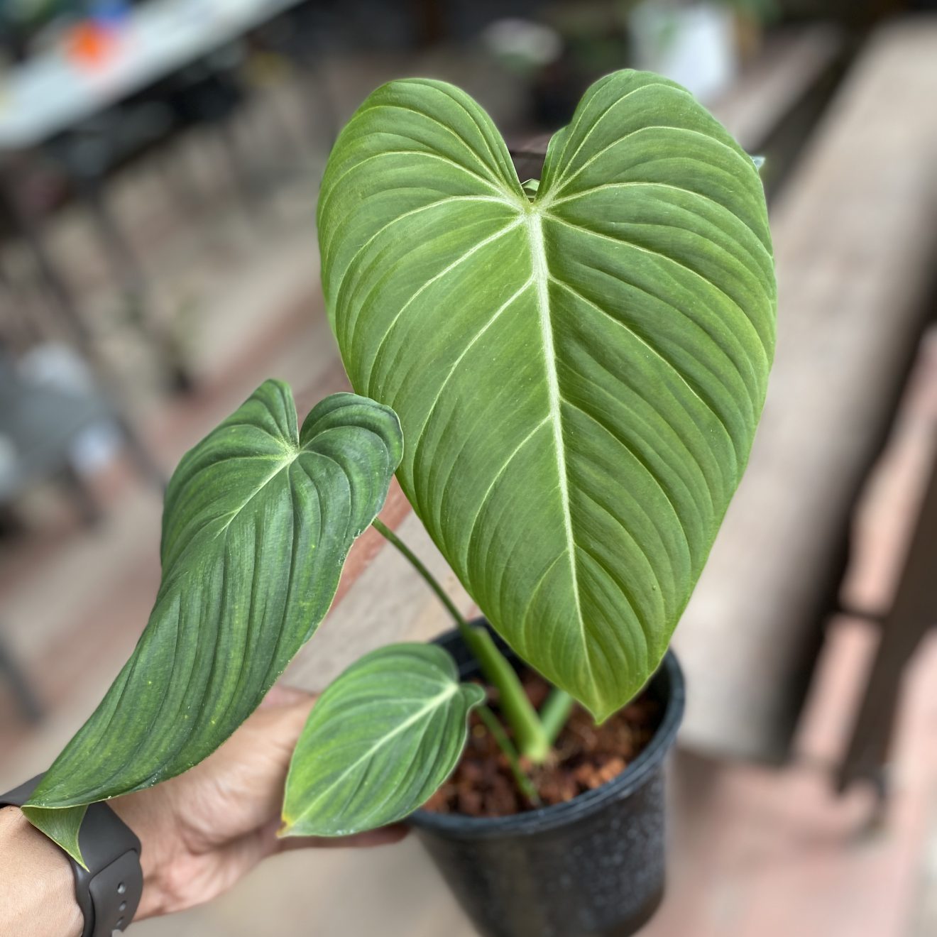 Philodendron glorious – Poonsin Garden