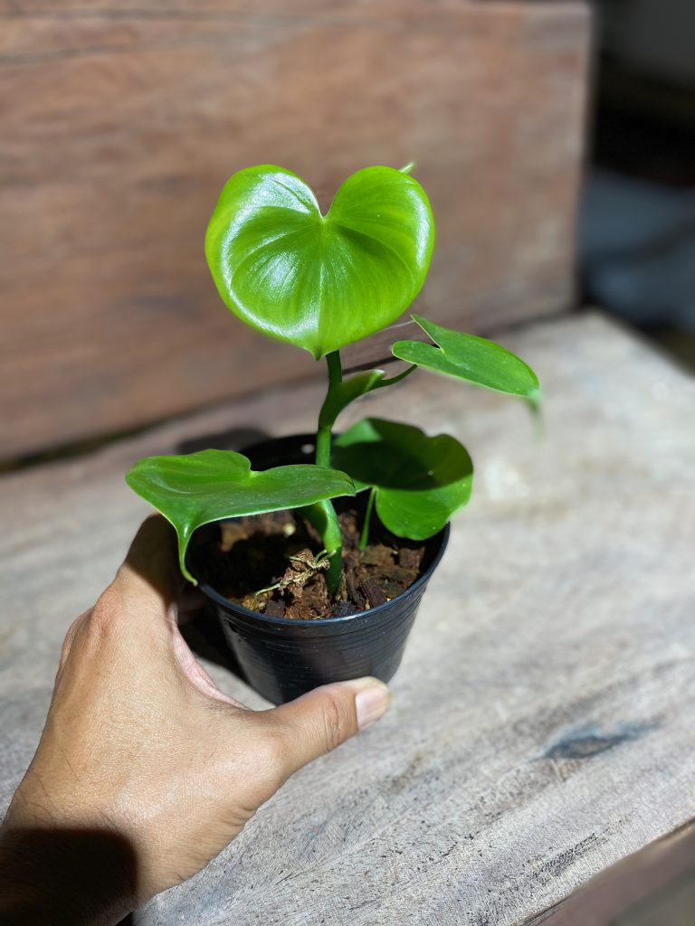 Philodendron – Page 7 – Poonsin Garden