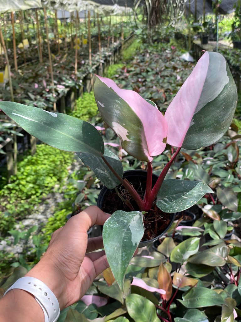 Philodendron pink princess marble – Poonsin Garden
