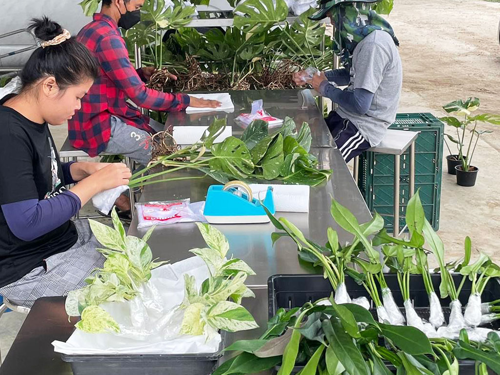Packing & Packing Services – Poonsin Garden
