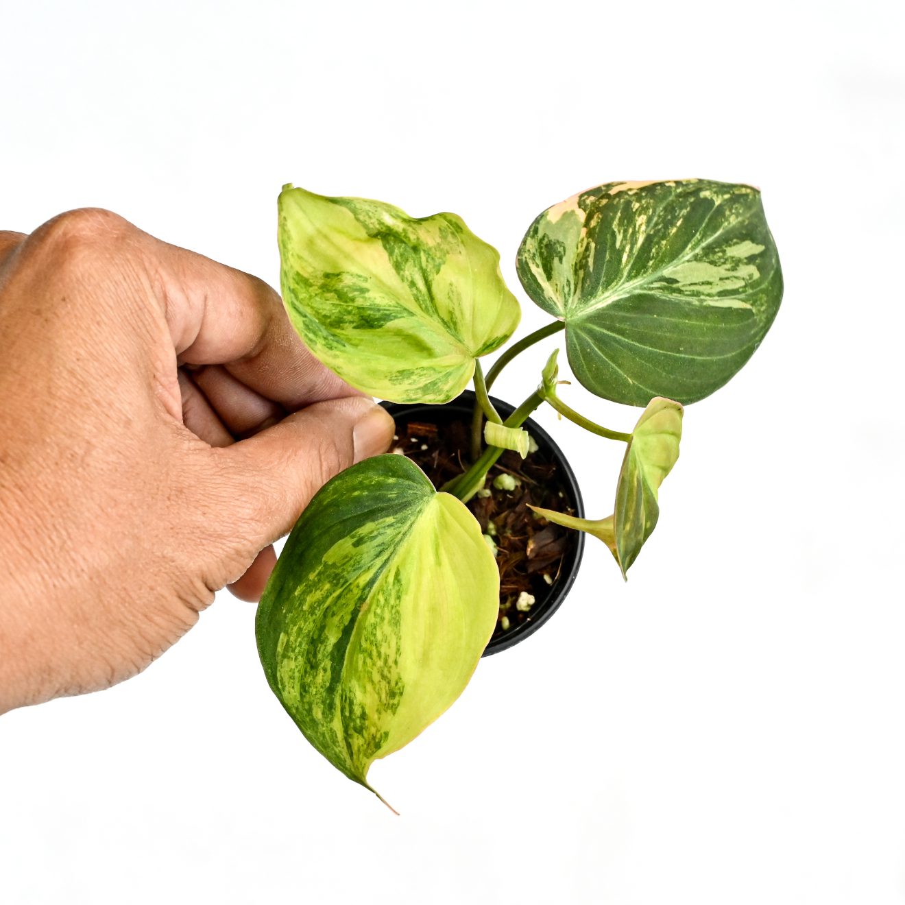 Philodendron mican variegated – Poonsin Garden
