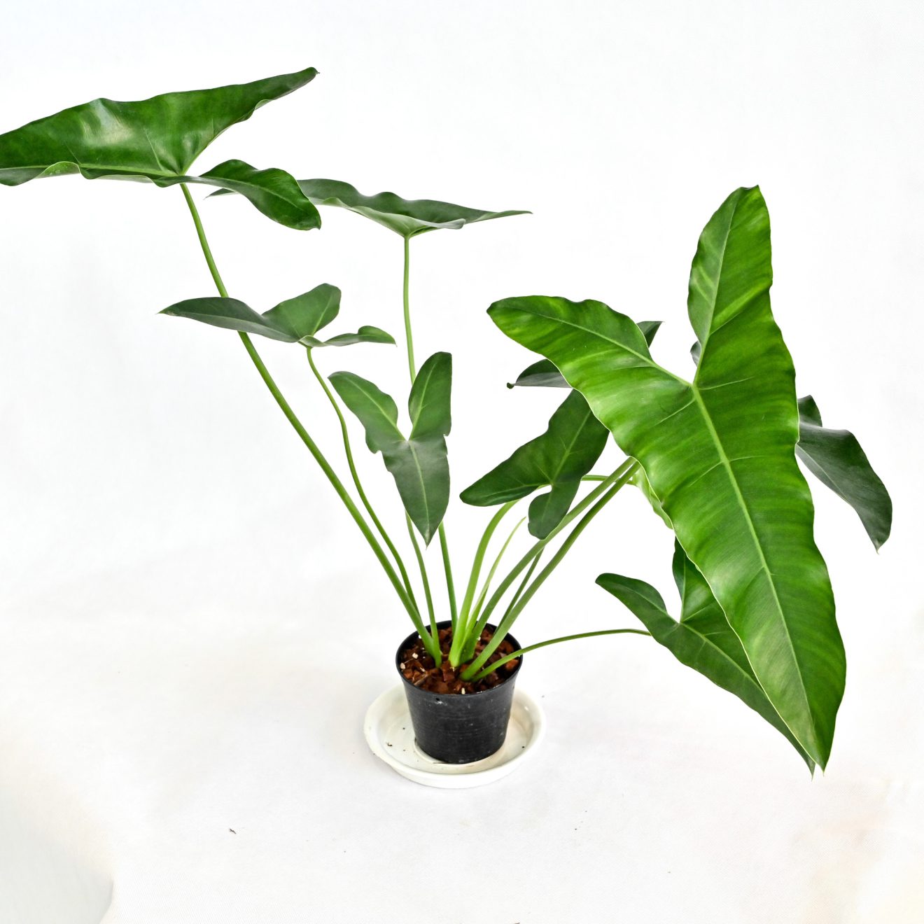 Philodendron – Poonsin Garden
