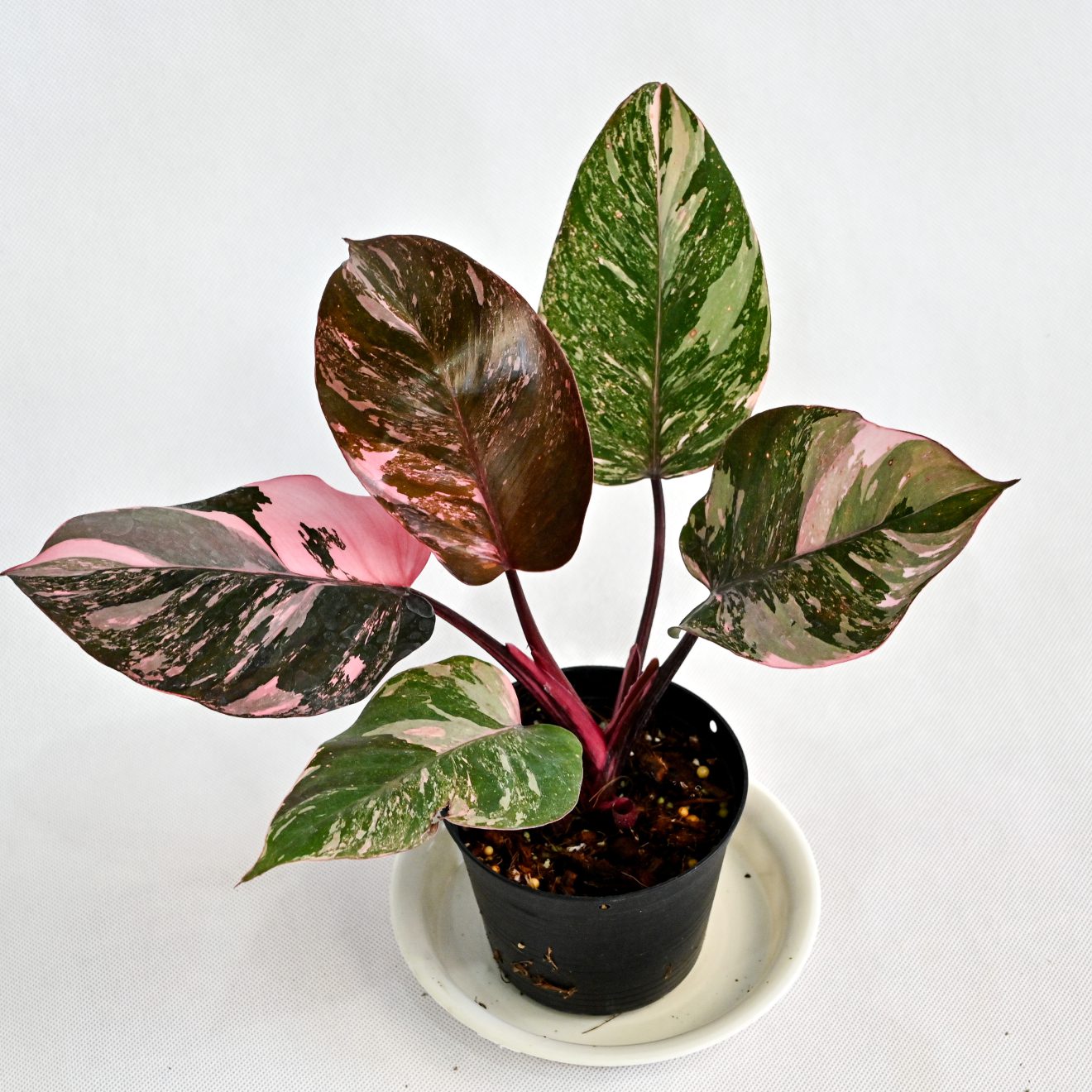 Philodendron – Poonsin Garden