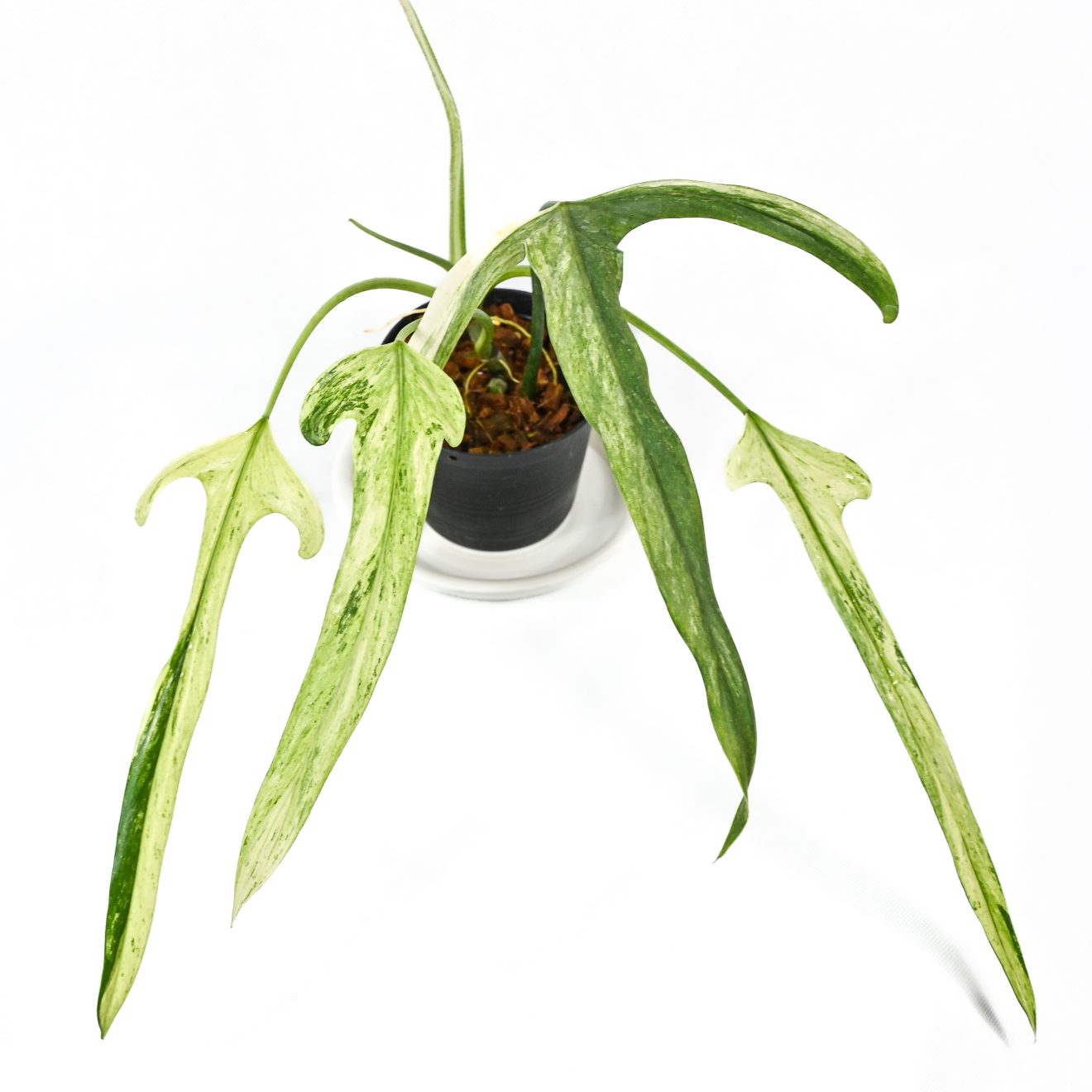Philodendron holtonianum variegated – Poonsin Garden