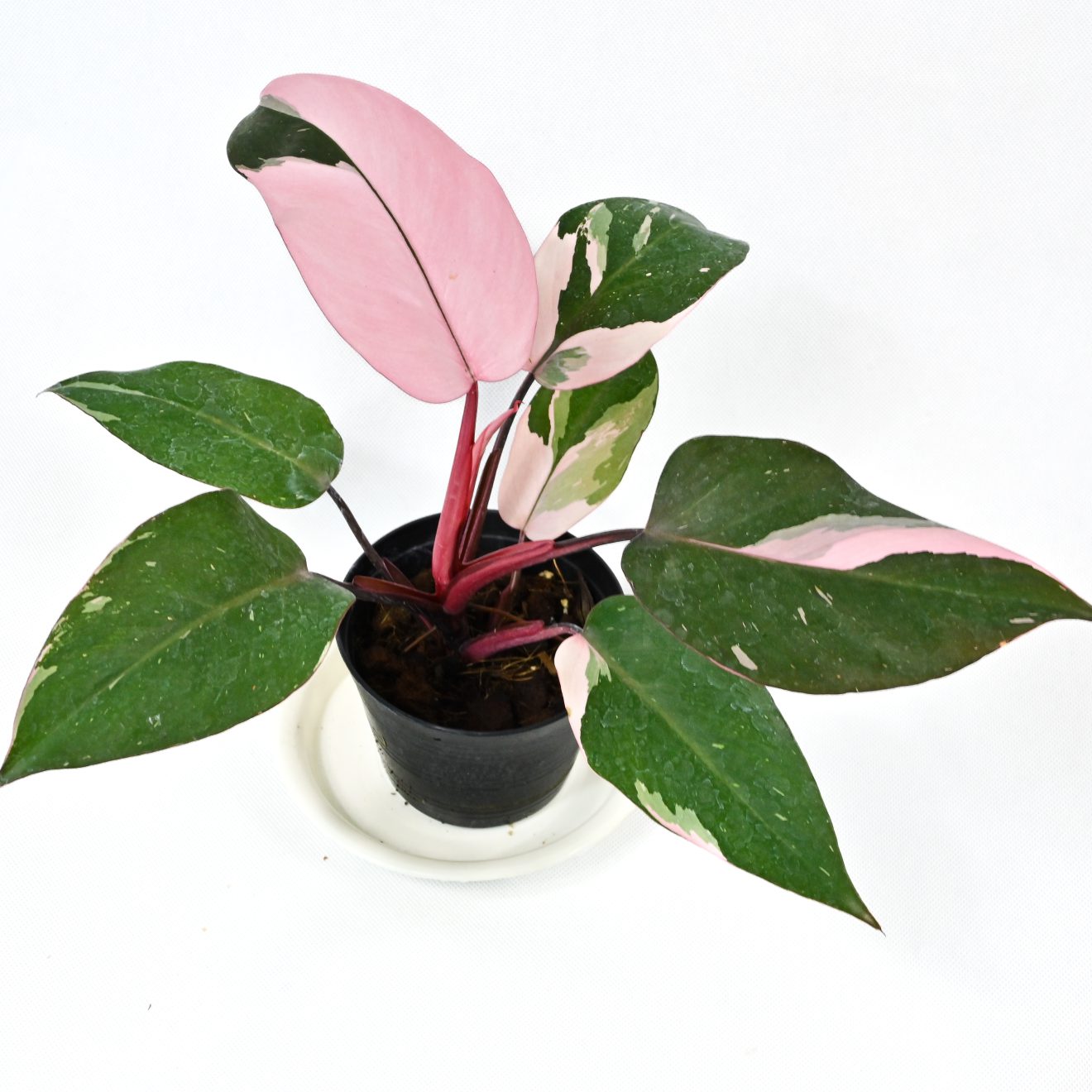 Philodendron pink princess marble – Poonsin Garden